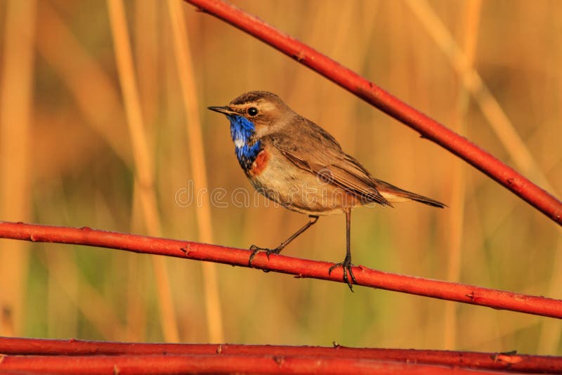Spring Bird Sitting on a Branch at Sunrise Stock Image - Image of male ...
