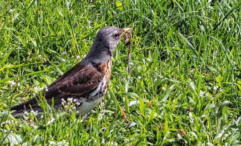Bird Thrush with Earthworm Beak in Meadow Stock Image - Image of common ...