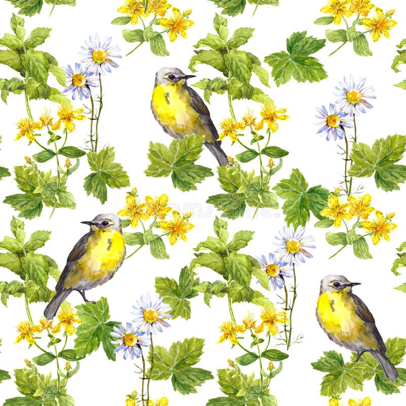 Spring Birds, Meadow Flowers, Wild Herb. Seamless Pattern. Water Color ...
