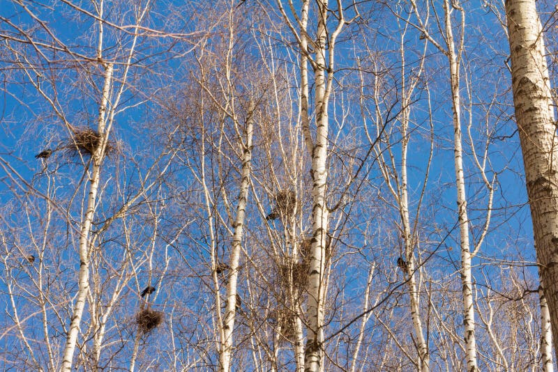 Spring,the Birds are Back,the Nests of Rooks on the Birches in the Park ...