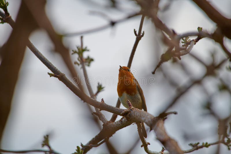 Spring Birds Singing a Song for Us Stock Photo - Image of vogel, singen ...