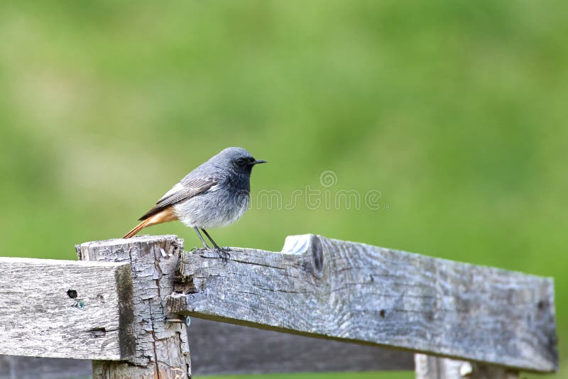 Spring Birds Singing a Song for Us Stock Photo - Image of spring ...