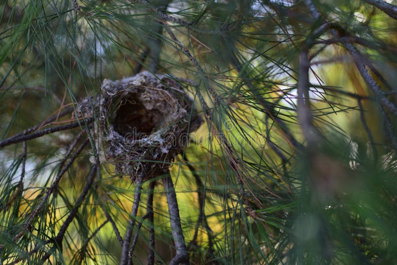 In Spring Birds Take Nests, Bird `s Nest on Pine Tree Stock Image ...