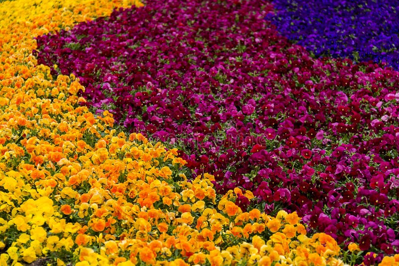 Spring Blast stock photo. Image of soto, budapest, garden - 26242822