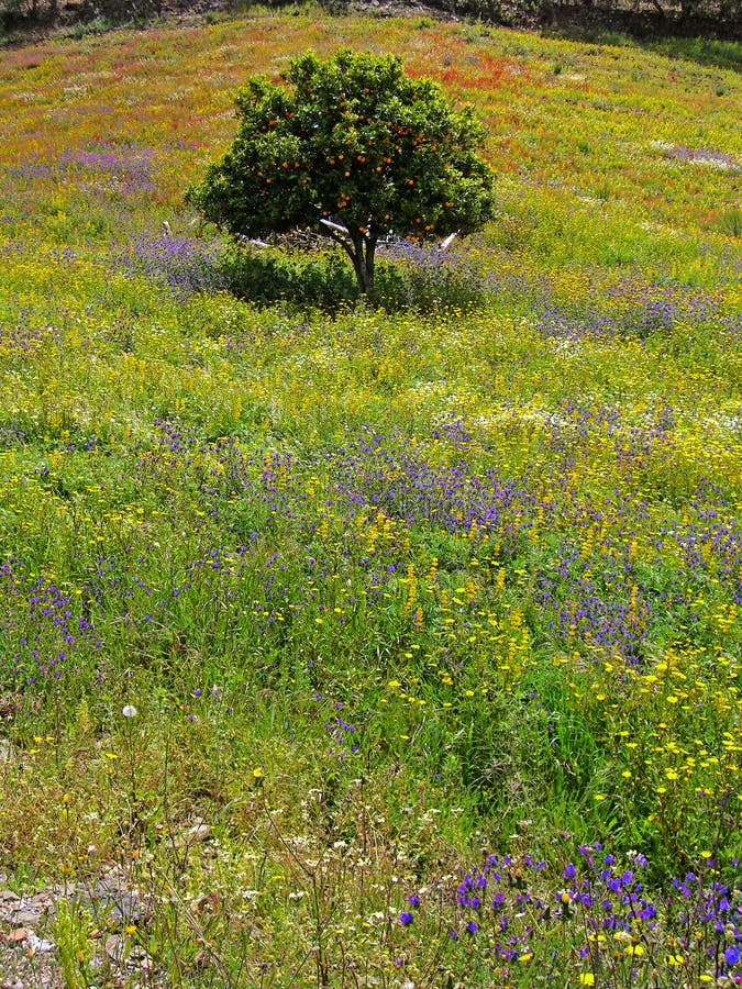 Spring bliss stock image. Image of plant, diverse, blossom - 5288383