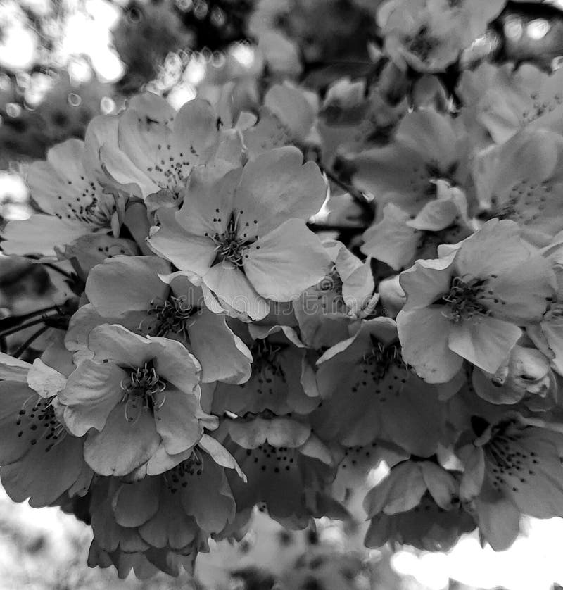 Spring in Bloom stock image. Image of flowers, spring - 173728107