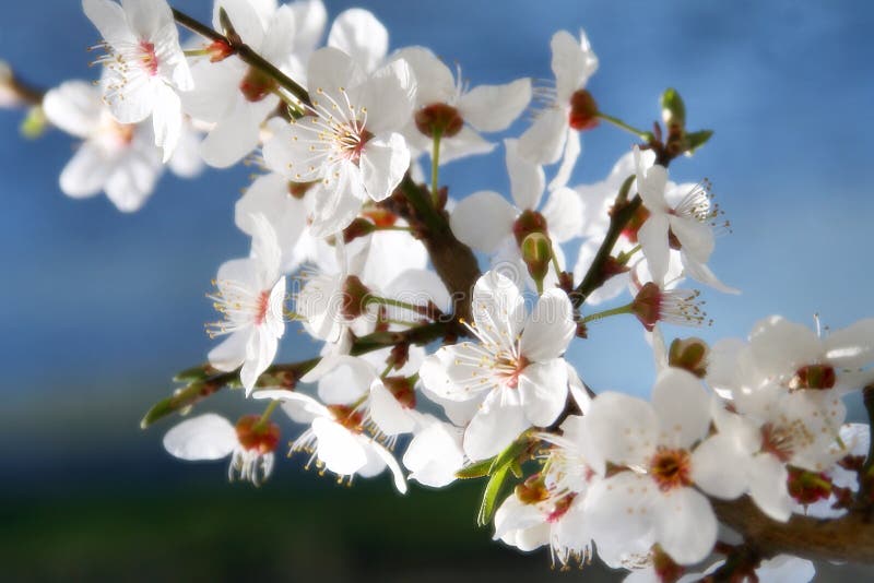 Spring bloom stock photo. Image of beauty, tenderness - 2230802