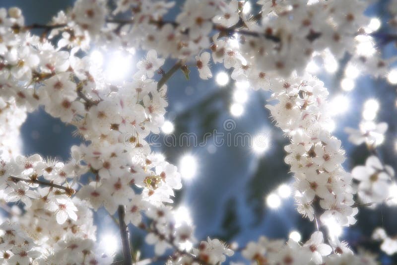Spring bloom stock image. Image of leaf, branch, stamen - 2232187
