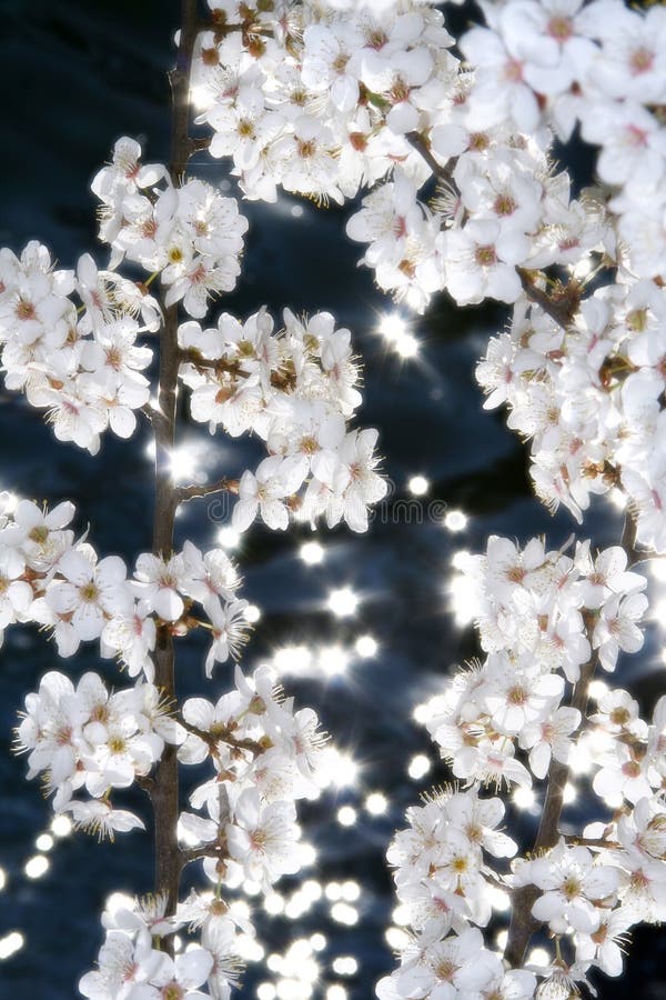 Spring Bloom Picture. Image: 2232233