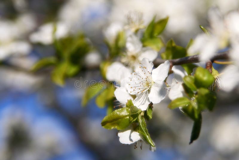 Spring Bloom Picture. Image: 2232990