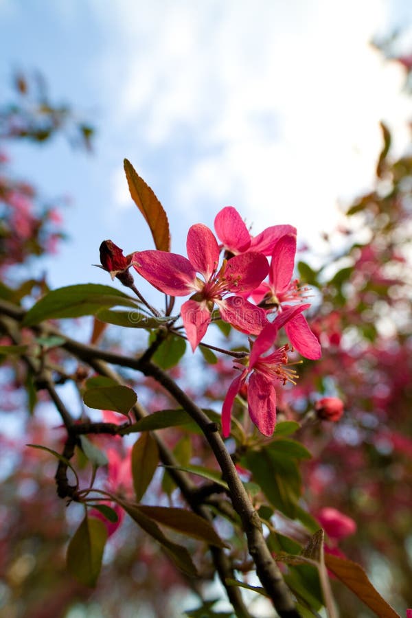 Spring bloom stock image. Image of twig, outdoor, blossom - 2374007