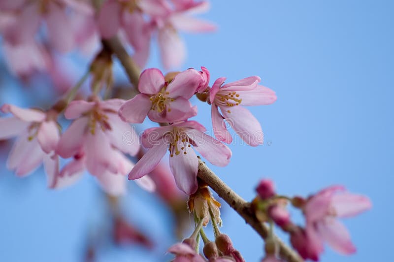Spring bloom stock photo. Image of plum, postcard, blossom - 639922