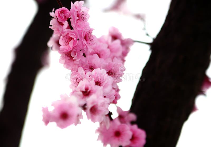 Spring Bloom stock photo. Image of branch, nature, bloom - 752240