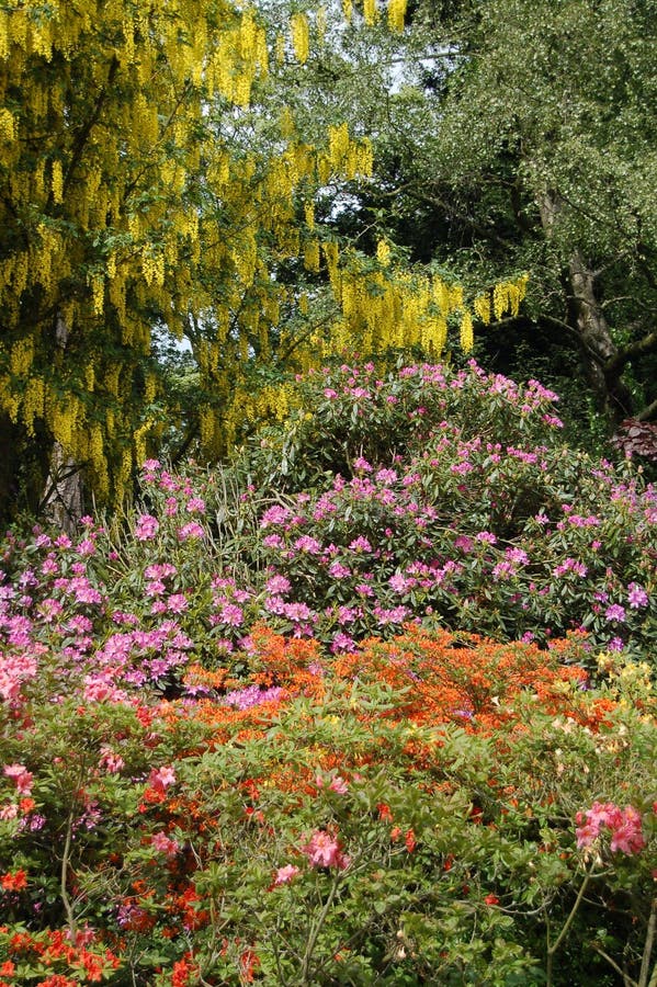 Spring in bloom stock photo. Image of spring, plants, british - 878246