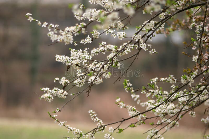 Spring in bloom stock image. Image of leaves, tree, blossom - 96053