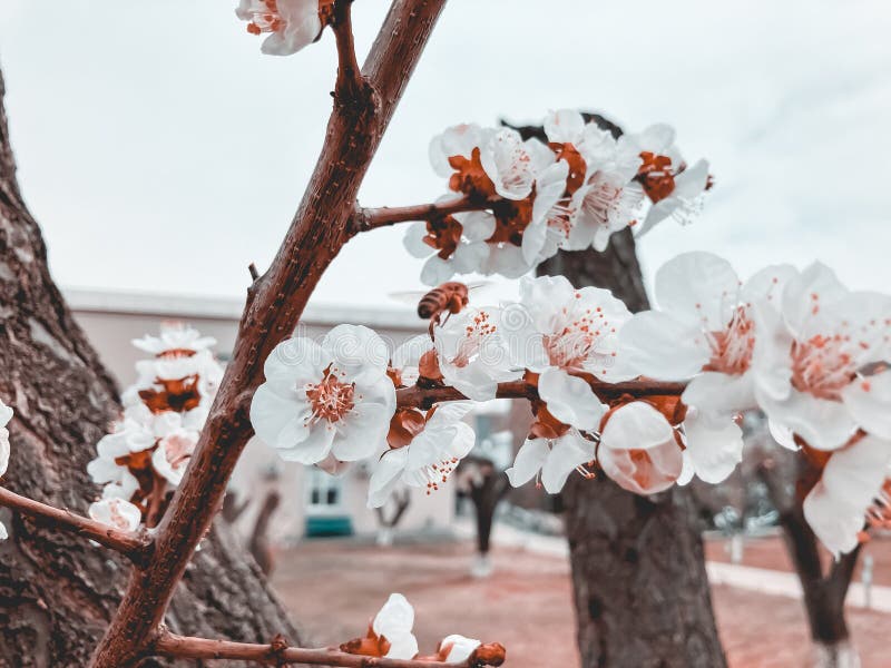Spring Bloom. Apricot Tree Branch and Apricot Flowers Blooming Stock ...