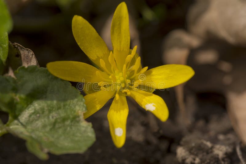 A Small Yellow Flower Bloomed in Spring. Stock Photo - Image of small ...