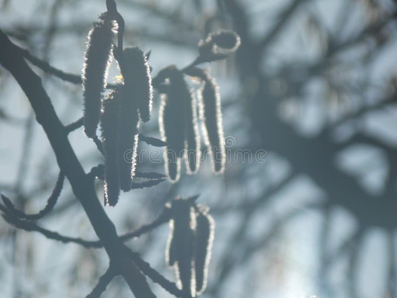 The Spring Bloom of Aspen Branches Stock Image - Image of blue, spring ...
