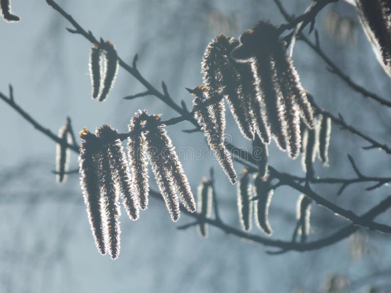 The Spring Bloom of Aspen Branches Stock Photo - Image of closeup ...