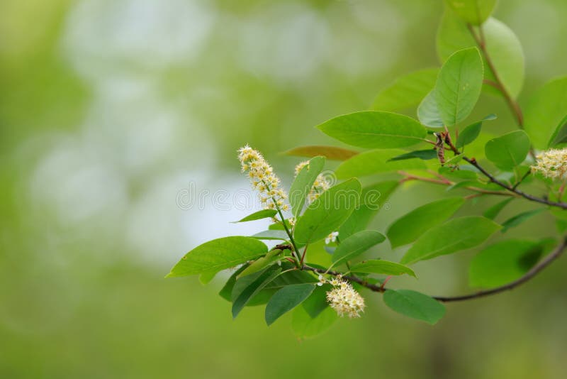 Spring Bloom on Birch Trees Stock Photo - Image of weather, nature ...
