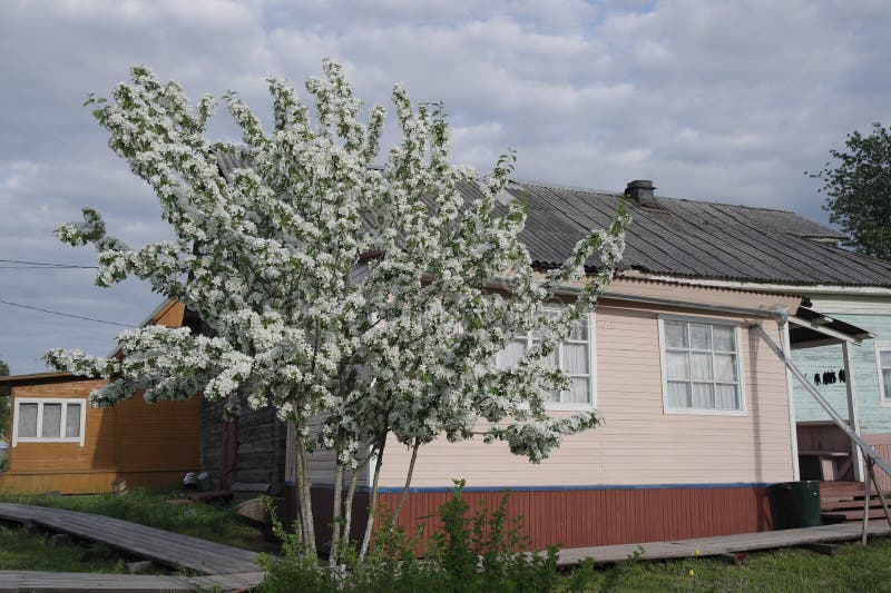 Blooming Apple tree. stock image. Image of natural, spring - 150349477