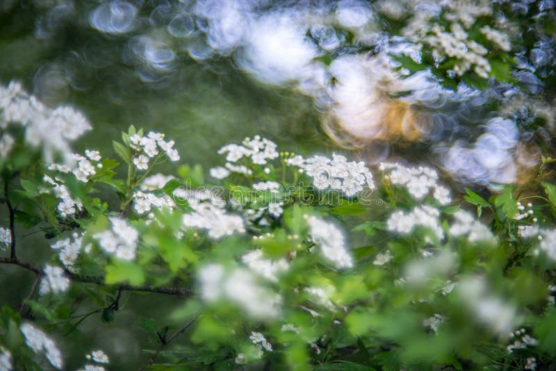 Spring bloom stock image. Image of background, vibrant - 93607697