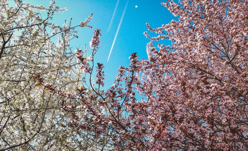 Spring bloom stock image. Image of spring, white, parallel - 97416911