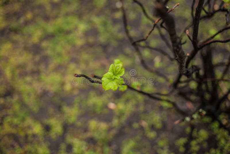 Spring Bloom and Blossoming Bushes. Small New Spring Green Leaves Stock ...