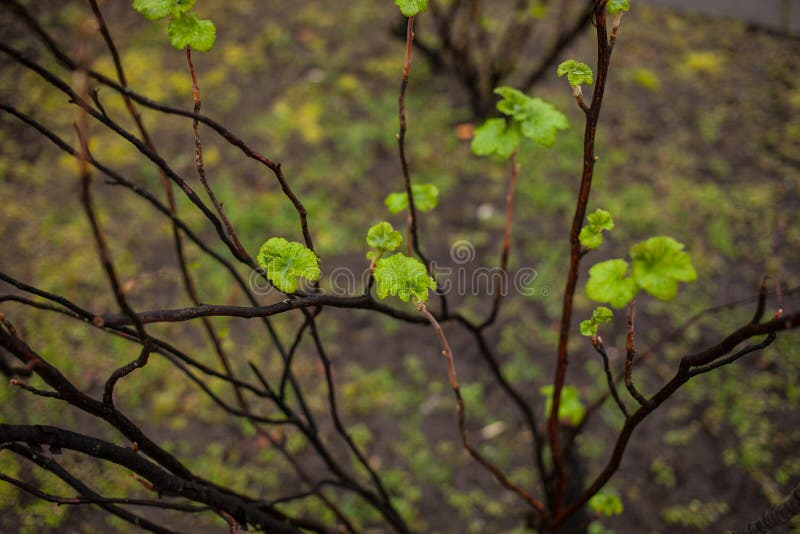 Spring Bloom and Blossoming Bushes. Small New Spring Green Leaves ...