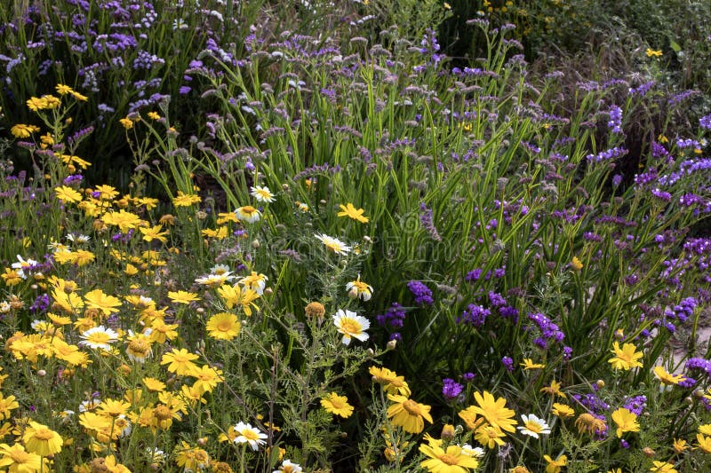 Spring bloom in California stock photo. Image of yard - 275594542