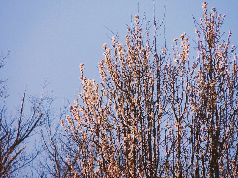 Spring in bloom. stock image. Image of spring, capture - 88585059