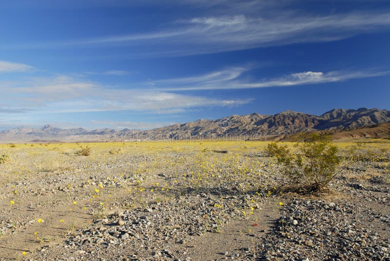 Spring Bloom in Death Valley Stock Image - Image of death, valley: 4434615