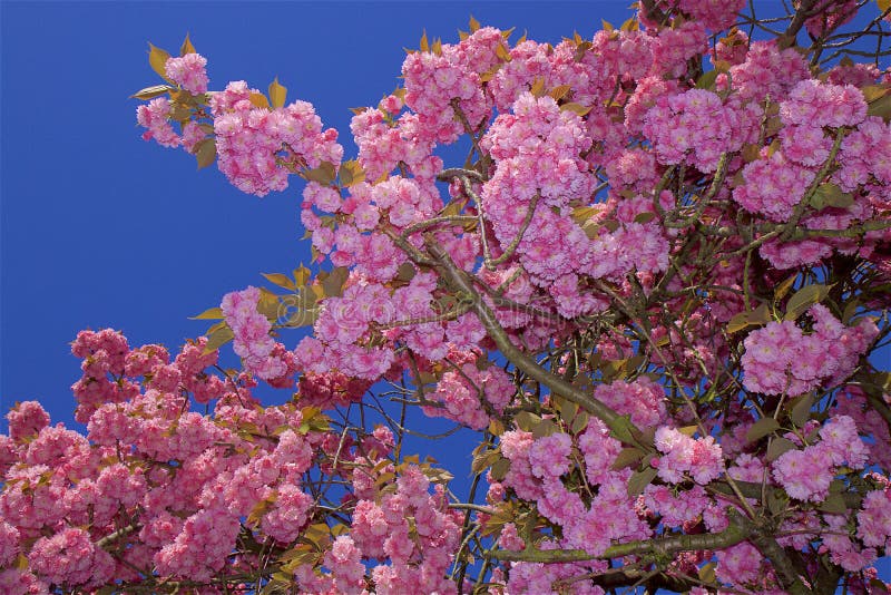 Spring bloom in England stock photo. Image of england - 117835710