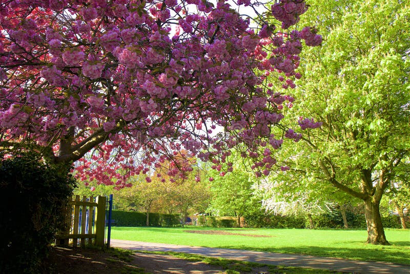 Spring bloom in England stock photo. Image of parks - 117835716