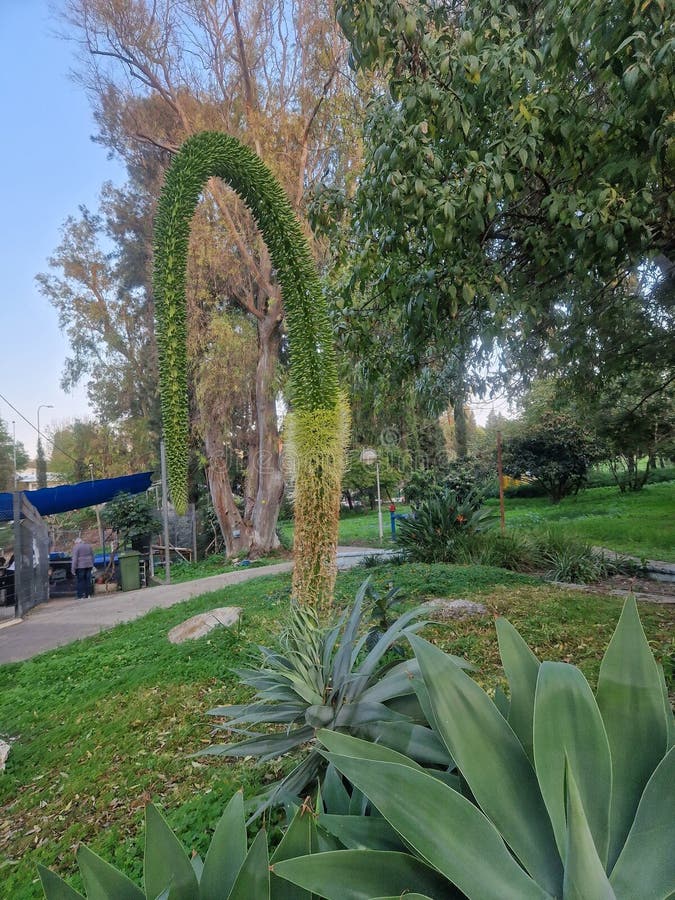 Spring Bloom of Foxtail Agave, Also Called Lion S Tail or Swan S Neck ...