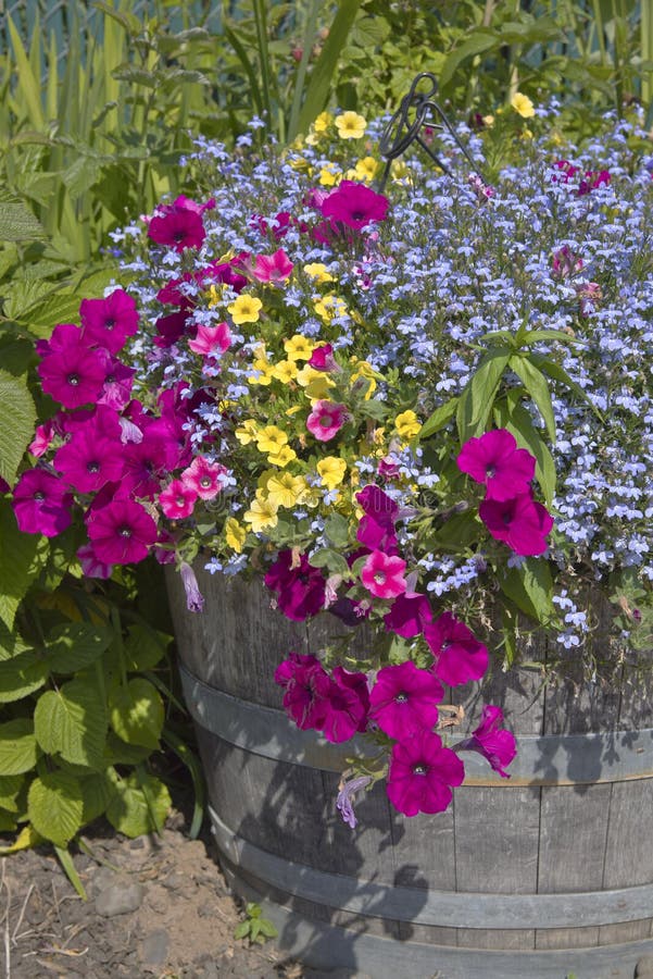 Spring Bloom in a Garden Oregon. Stock Image - Image of fragrance ...