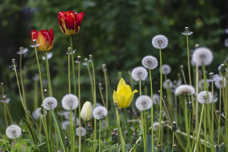 The Spring Bloom on the Lawn Stock Image - Image of spring, beauty ...