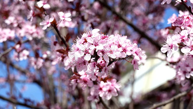 Spring in Bloom, the Magic of the Flowers and the Colors of the Cherry ...