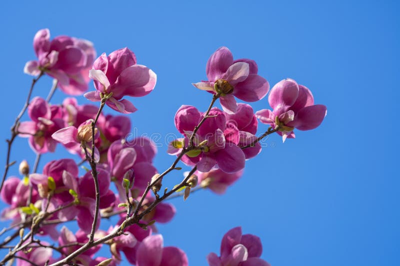 Spring Bloom Magnolia Tree Flowers. Blossom Magnolia Flower. Stock ...