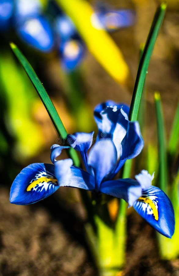Spring Bloom Pretty Blue Yellow Flowers Stock Image - Image of bloom ...