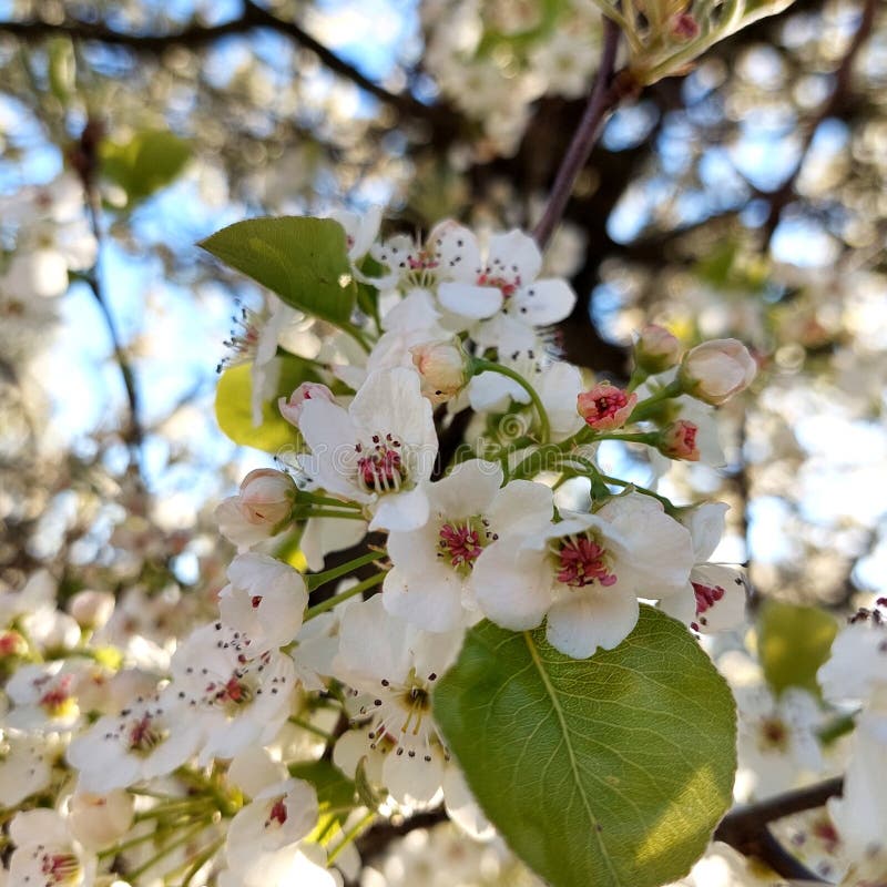 Spring Bloom of Prunus Tree in the Old Park Stock Image - Image of tree ...