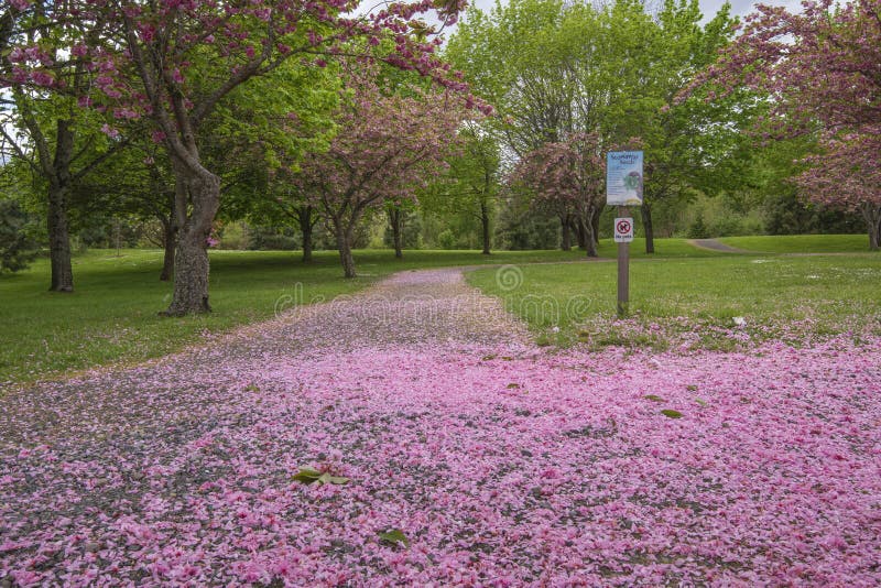 Spring Bloom in a Public Park Oregon Stock Photo - Image of clouds ...
