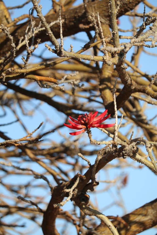 Spring Bloom Series - Flame Coral Tree - Erythrina Coralloides Stock ...