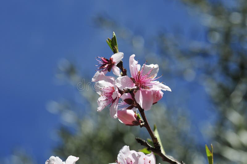 Spring Bloom Series - Peach Tree Blossoms - Prunus Persica Stock Image ...
