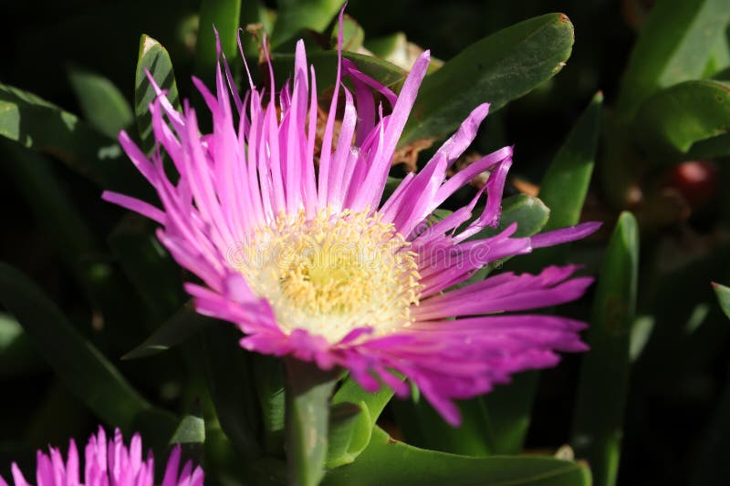 190 Lampranthus Purple Stock Photos - Free & Royalty-Free Stock Photos ...