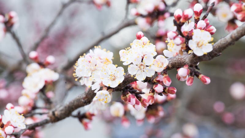Spring bloom stock photo. Image of bloom, gardenblossom - 67853410