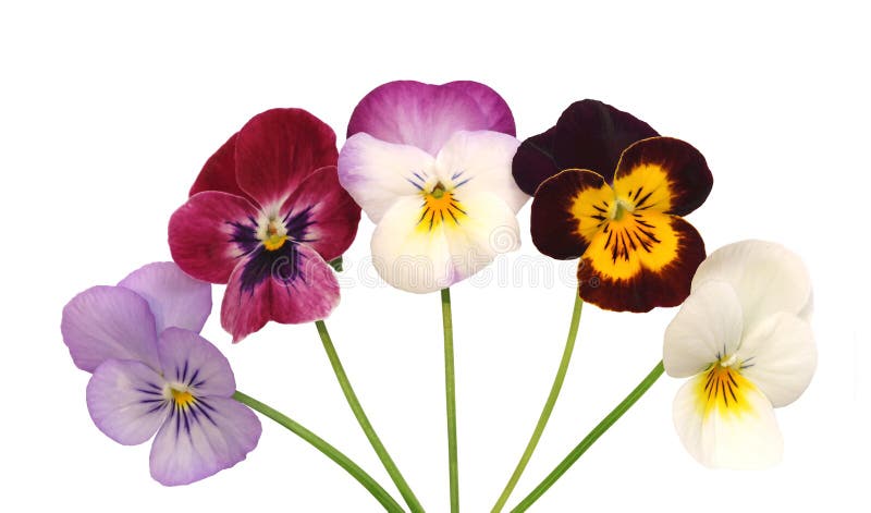 PensÃ© Viola X Wittrockiana Stock Photo - Image of greetings, green ...