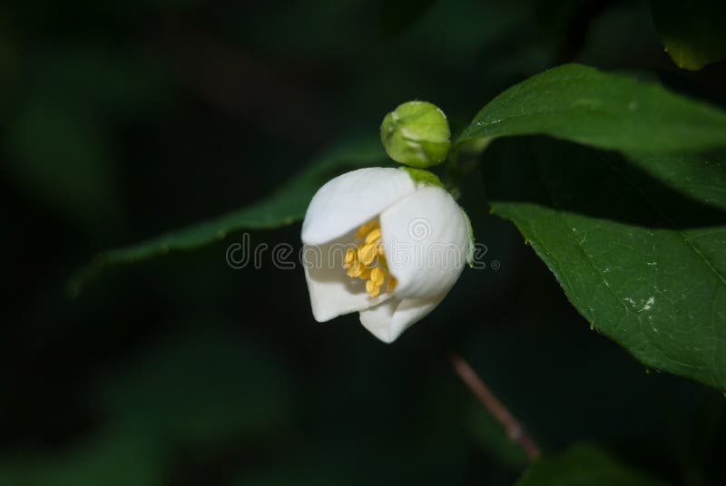 Spring bloom stock photo. Image of fence, spring, flower - 76142796