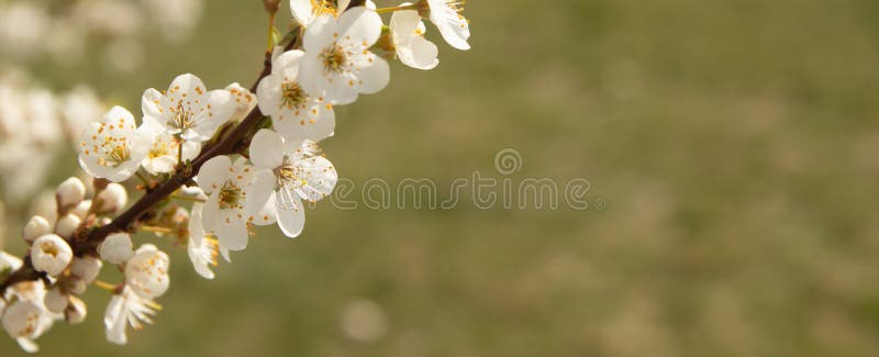 Spring Bloom White Flowers. Cherry Blossom Twigs Stock Image - Image of ...