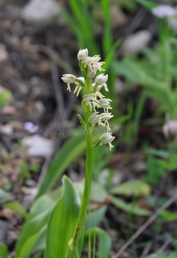 Spring Bloom of a Wild Orchid (lat.- Orchis Galilaea Stock Photo ...